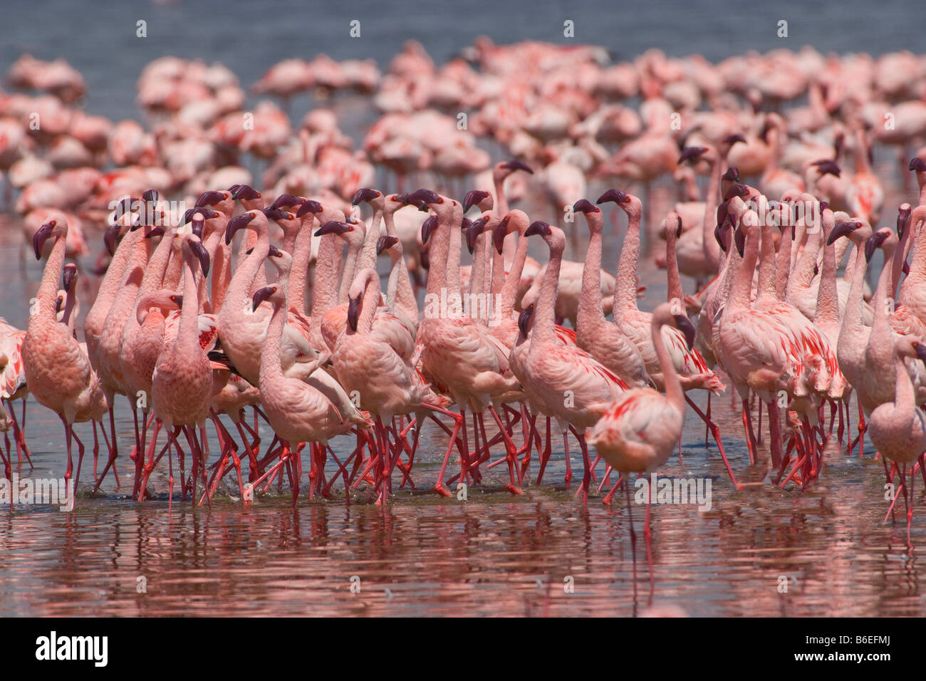Flamingos in a mating ritual, Lake Nakuru, Lake Nakuru National Park ...