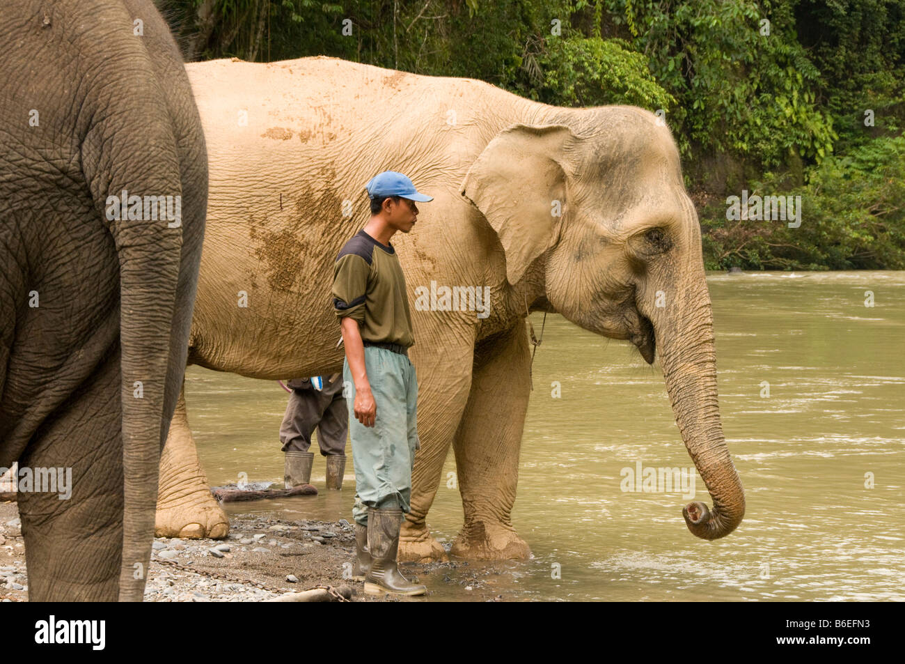 Elephant being washed by a mahout (elephant keeper) in a river in ...