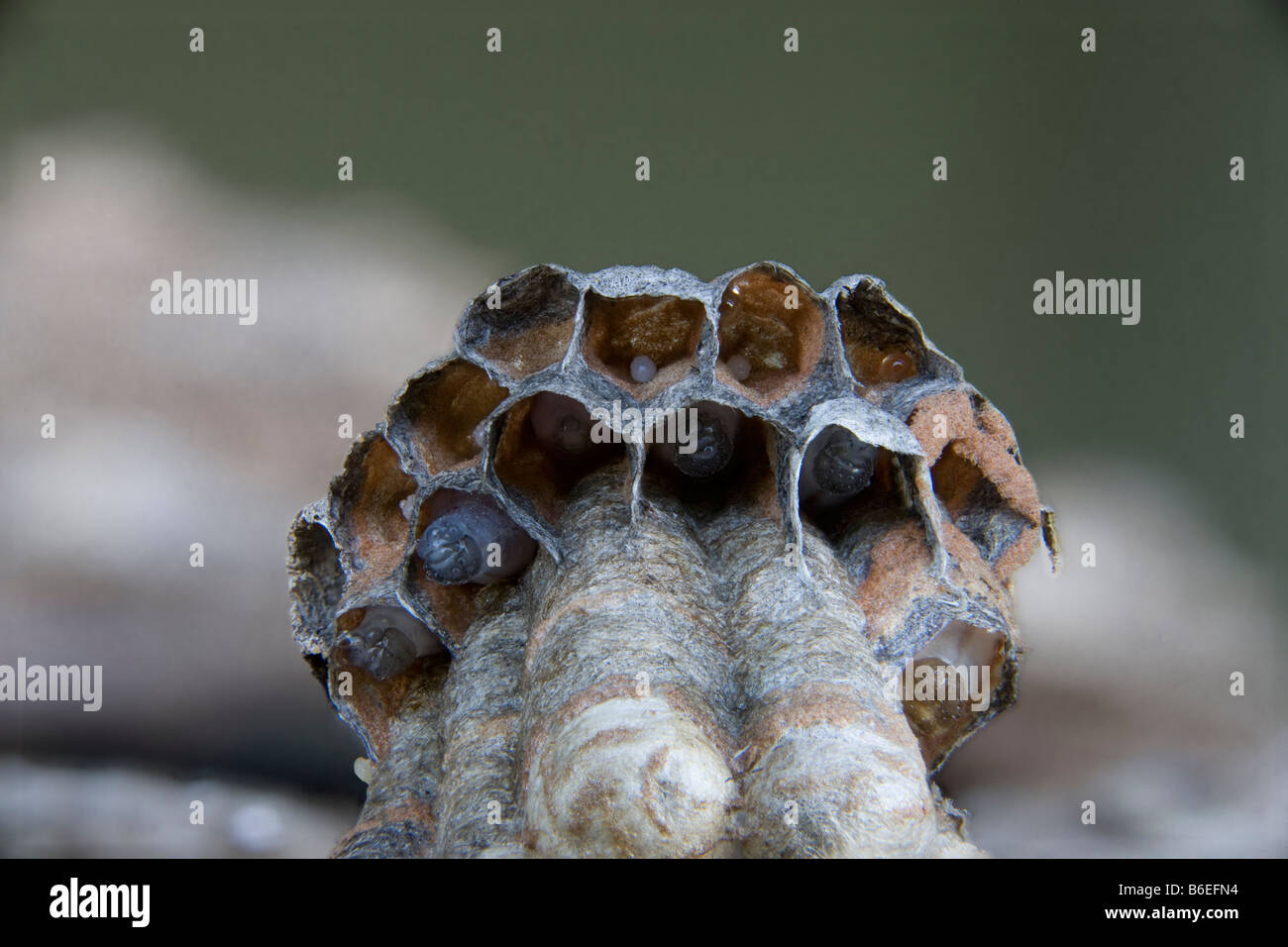 Wasp nest showing larva in each compartment Stock Photo - Alamy