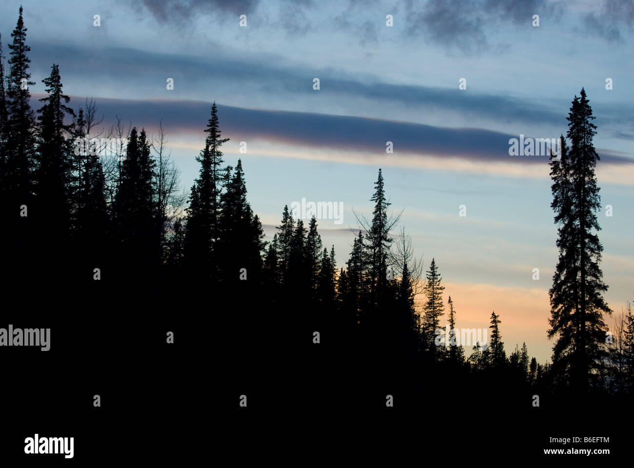 Treeline silhouetted at dusk in Jasper National Park, Alberta, Canada ...