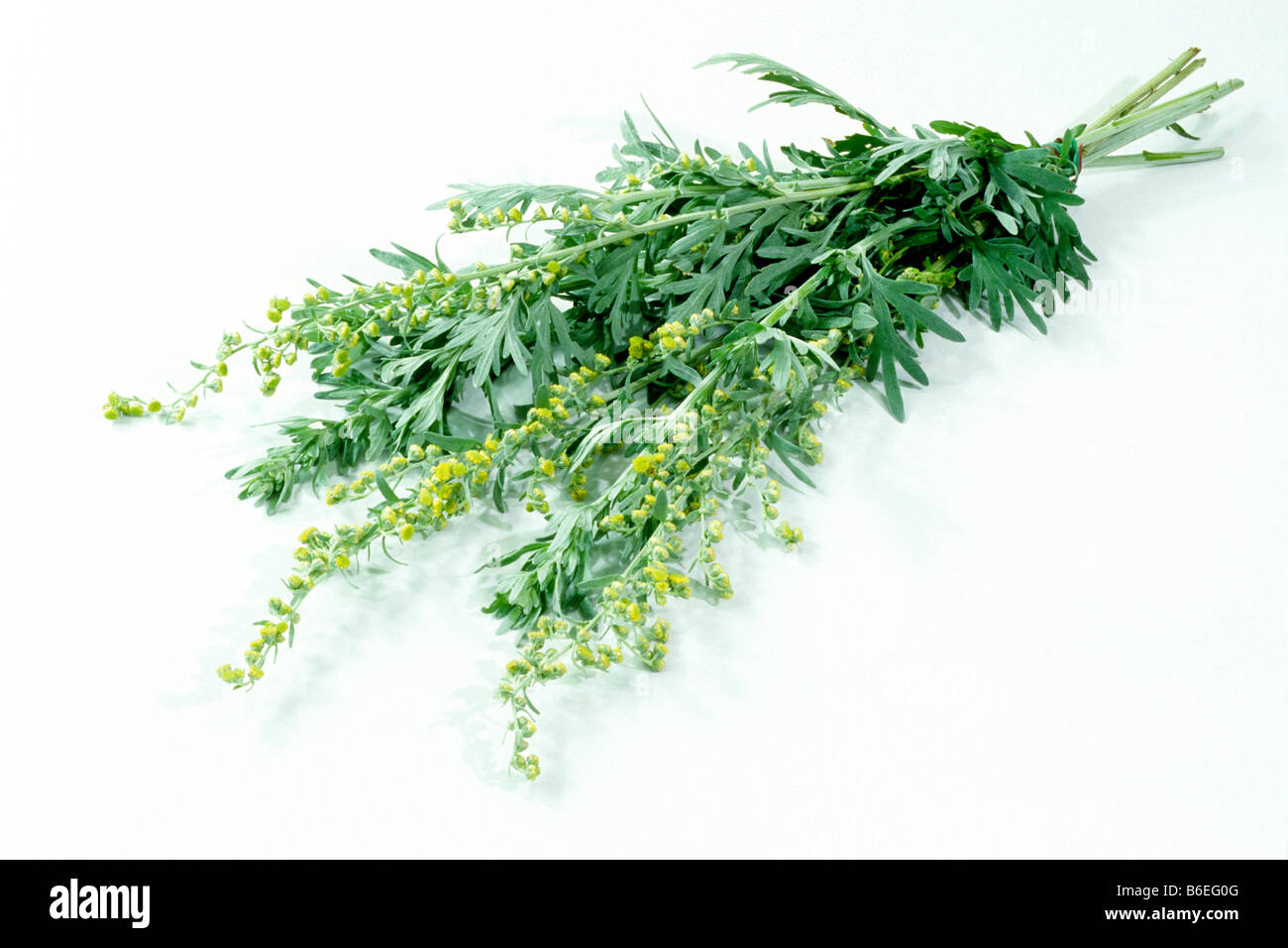 Absinthe, Common Wormwood, Green Ginger (Artemisia absinthum), bunch ...