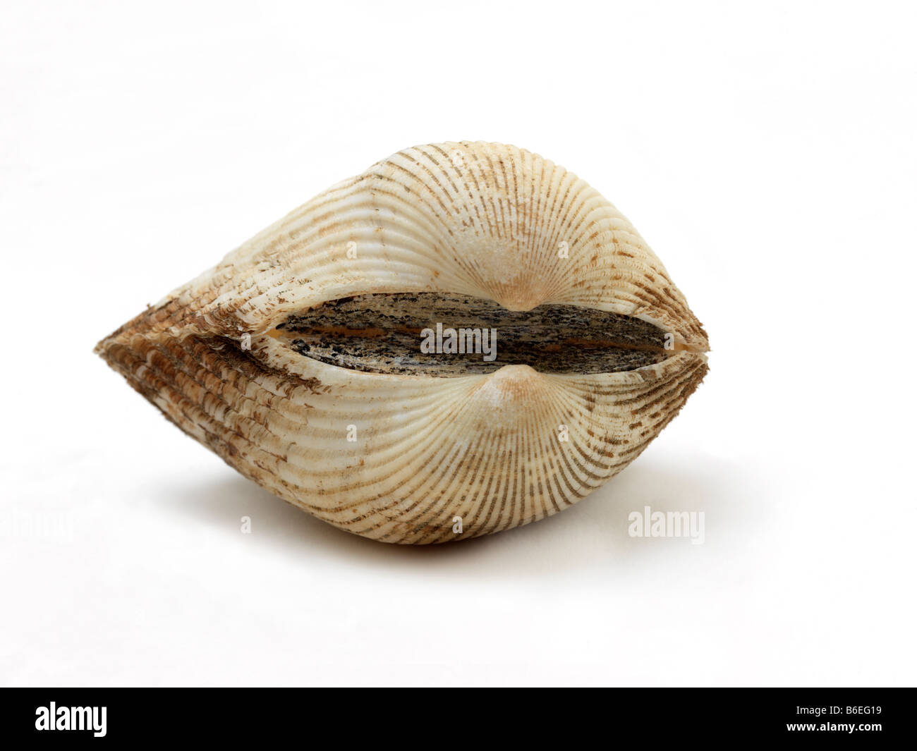 Clam Shell showing the Hinge Stock Photo - Alamy