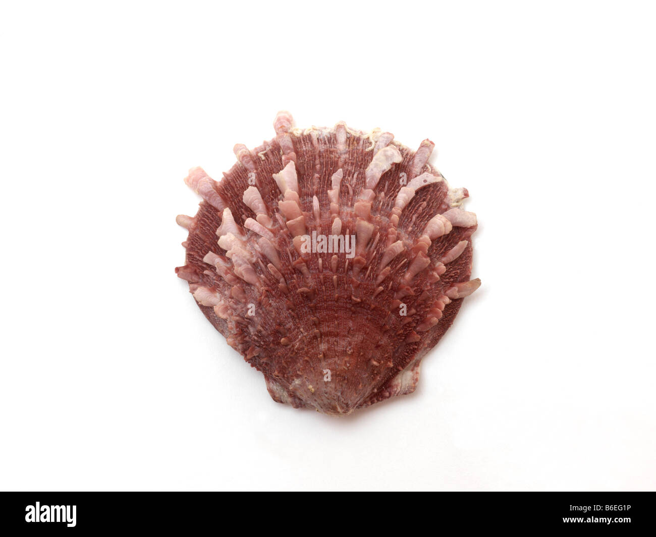 Spiny Oyster Stock Photo - Alamy