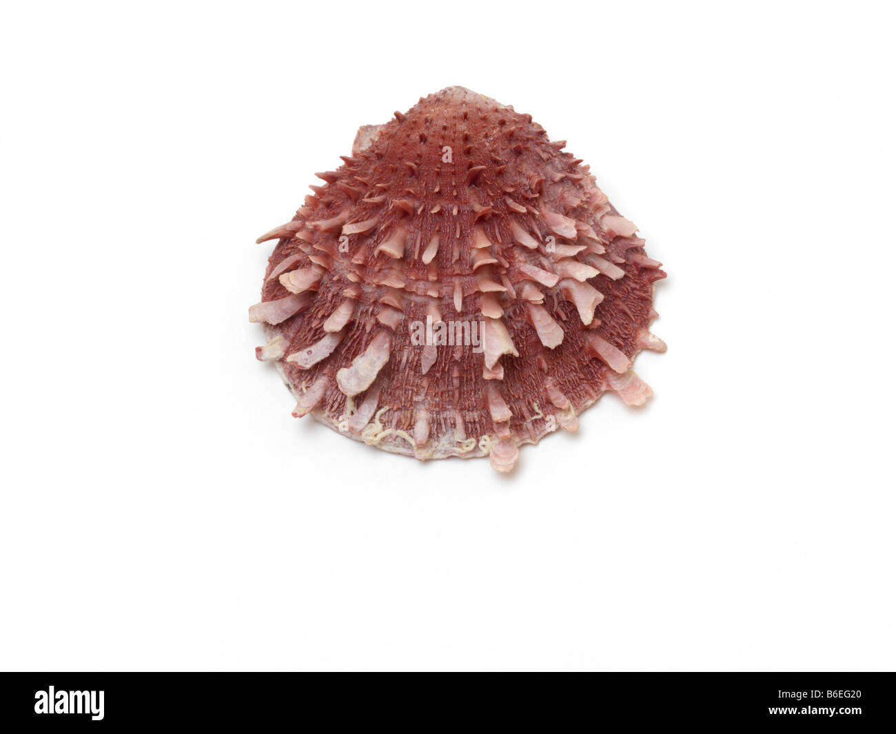 Spiny oyster hi-res stock photography and images - Alamy