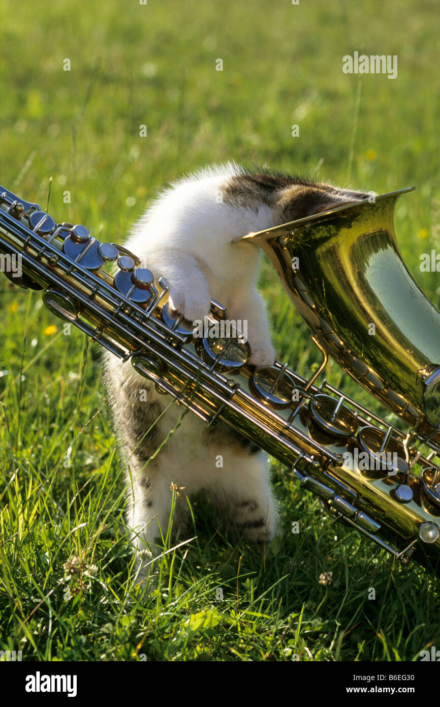 Domestic Cat (Felis silvestris, Felis catus), kitten looking into a ...