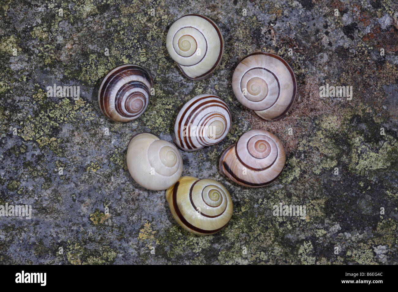 Cepaea nemoralis hi-res stock photography and images - Alamy