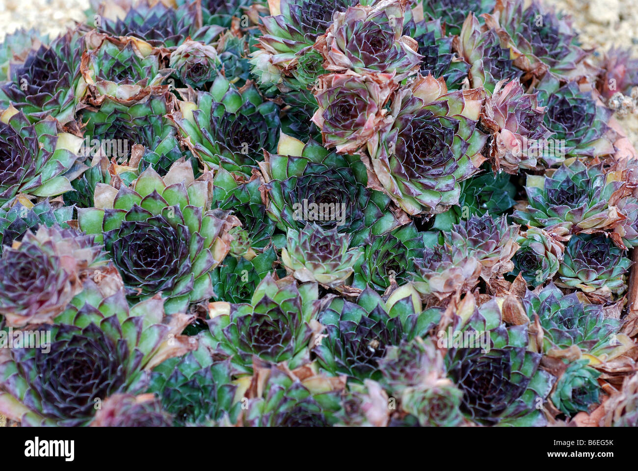 Houseleek species hi-res stock photography and images - Alamy
