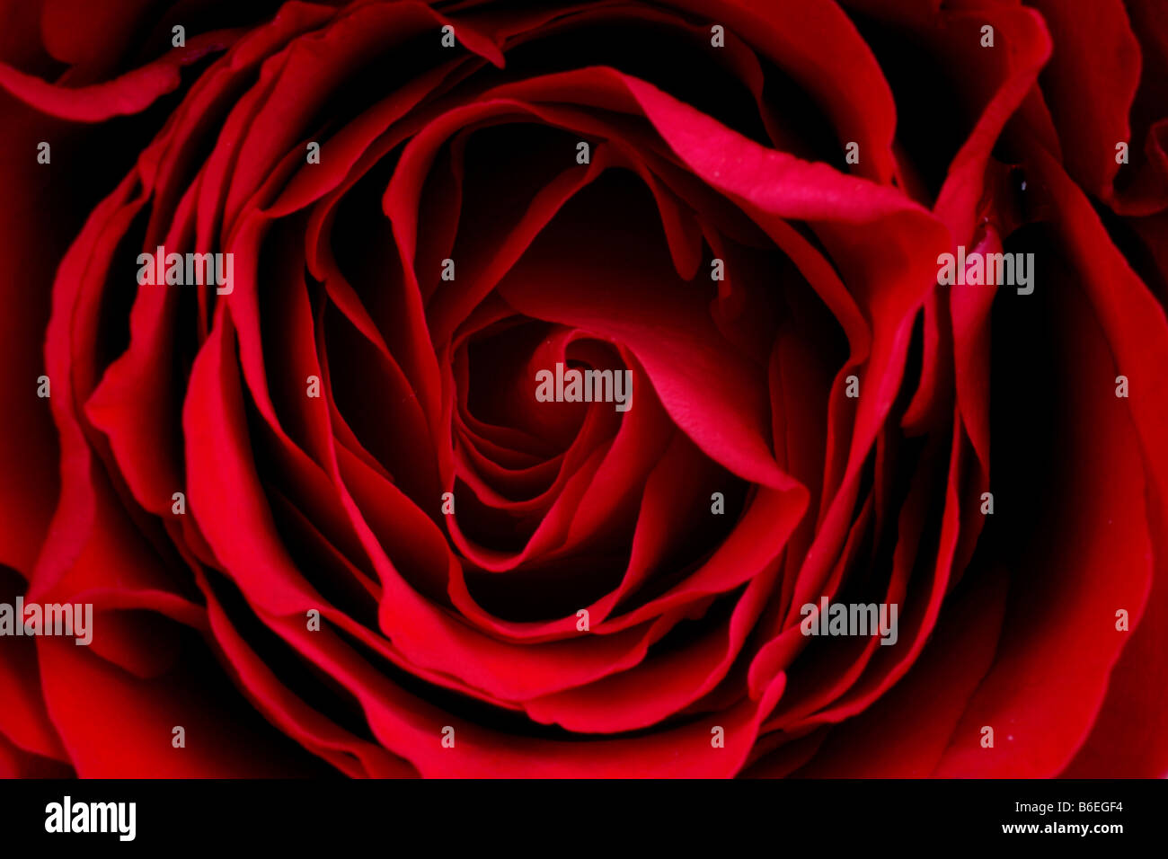 Extreme close up of dark red rose with shallow dof Stock Photo - Alamy