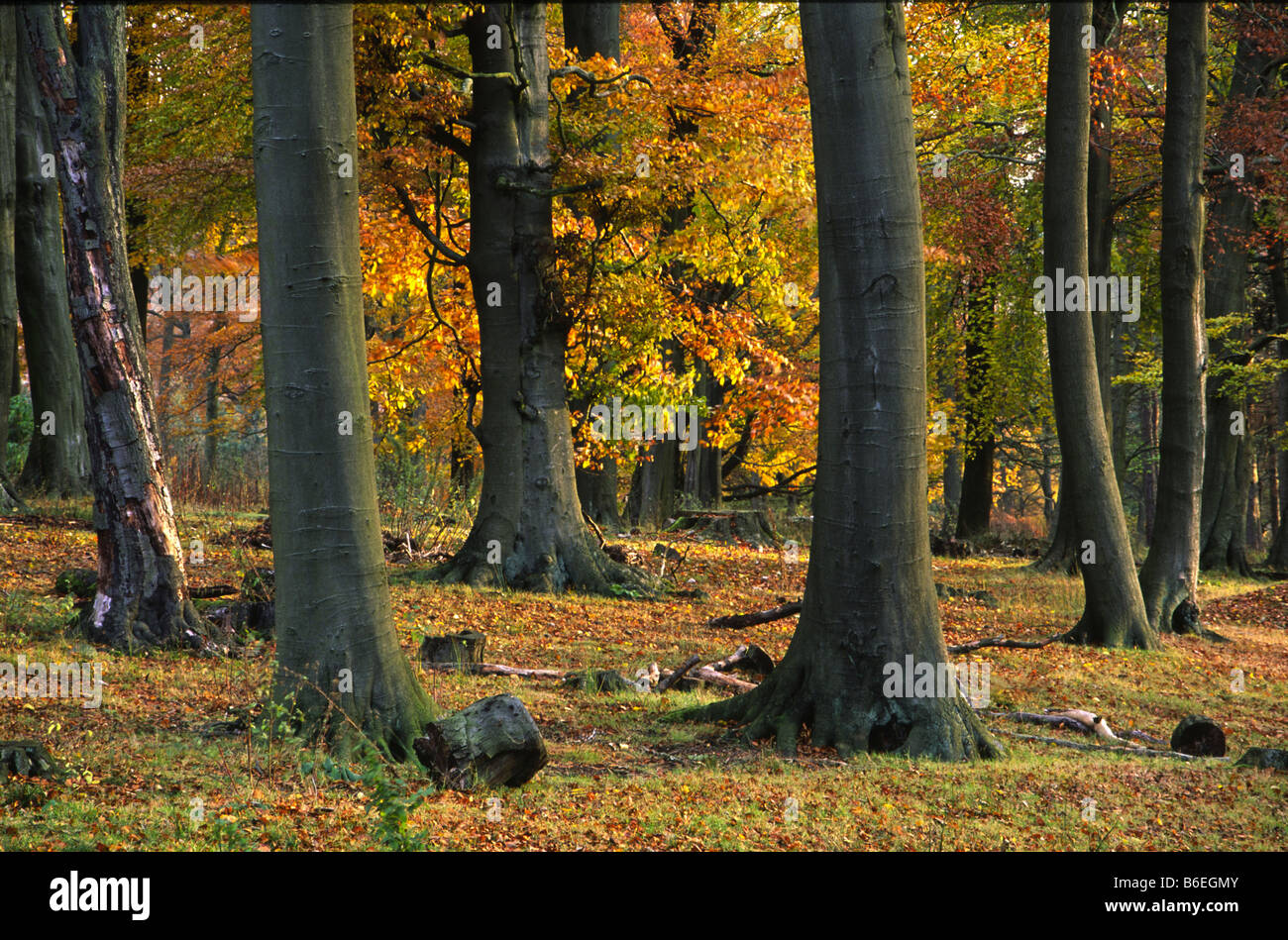 Longshaw estate woods hi-res stock photography and images - Alamy
