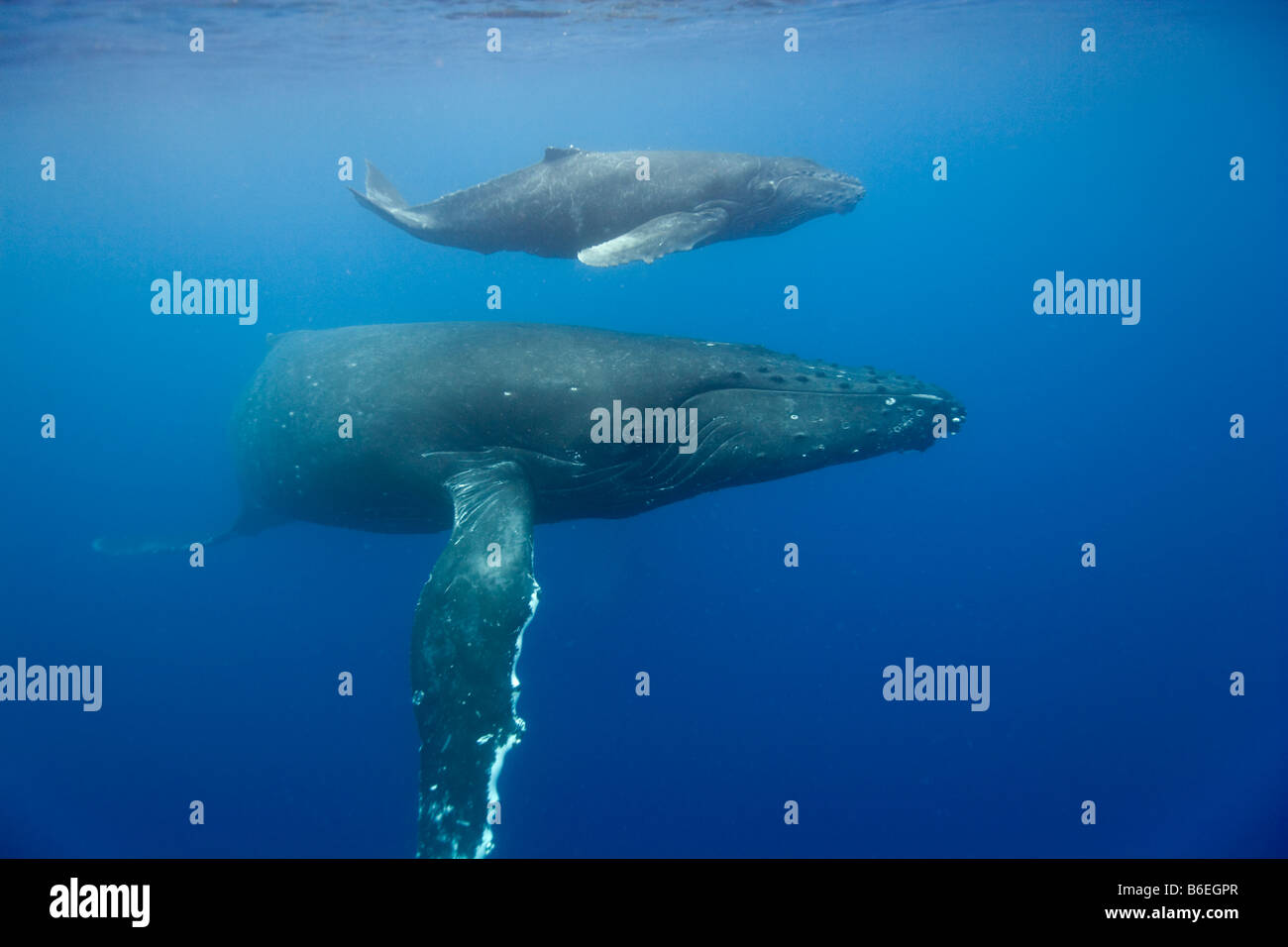 USA Hawaii Big Island Underwater view of Humpback Whale Cow and Calf ...