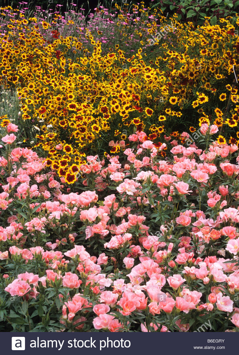 Godetia Flower Stock Photos & Godetia Flower Stock Images - Alamy