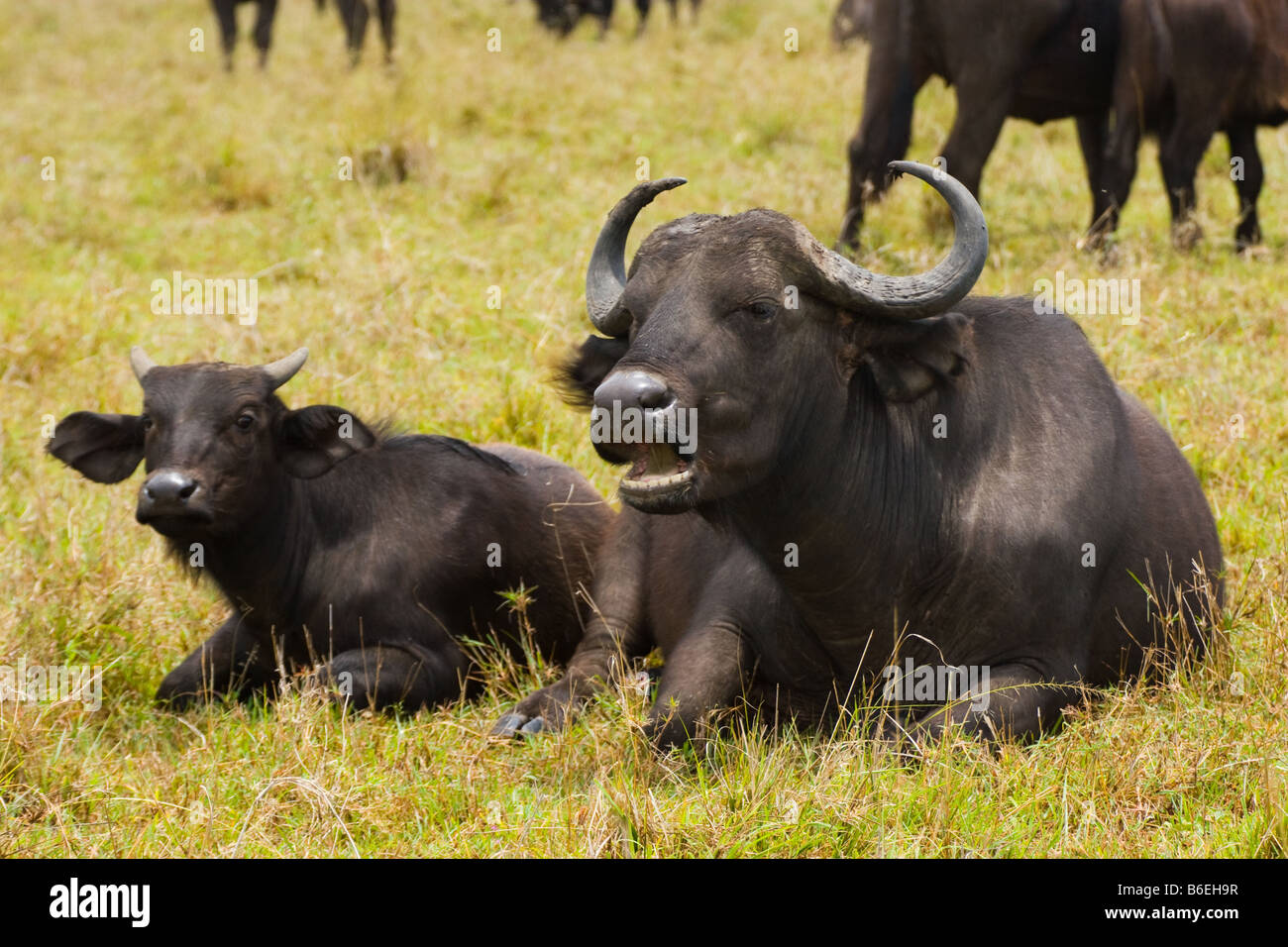 African buffalo hi-res stock photography and images - Alamy