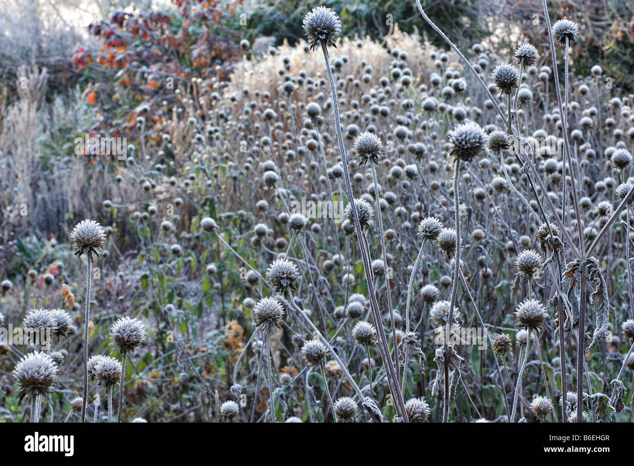 Dipsacus inermis hi-res stock photography and images - Alamy