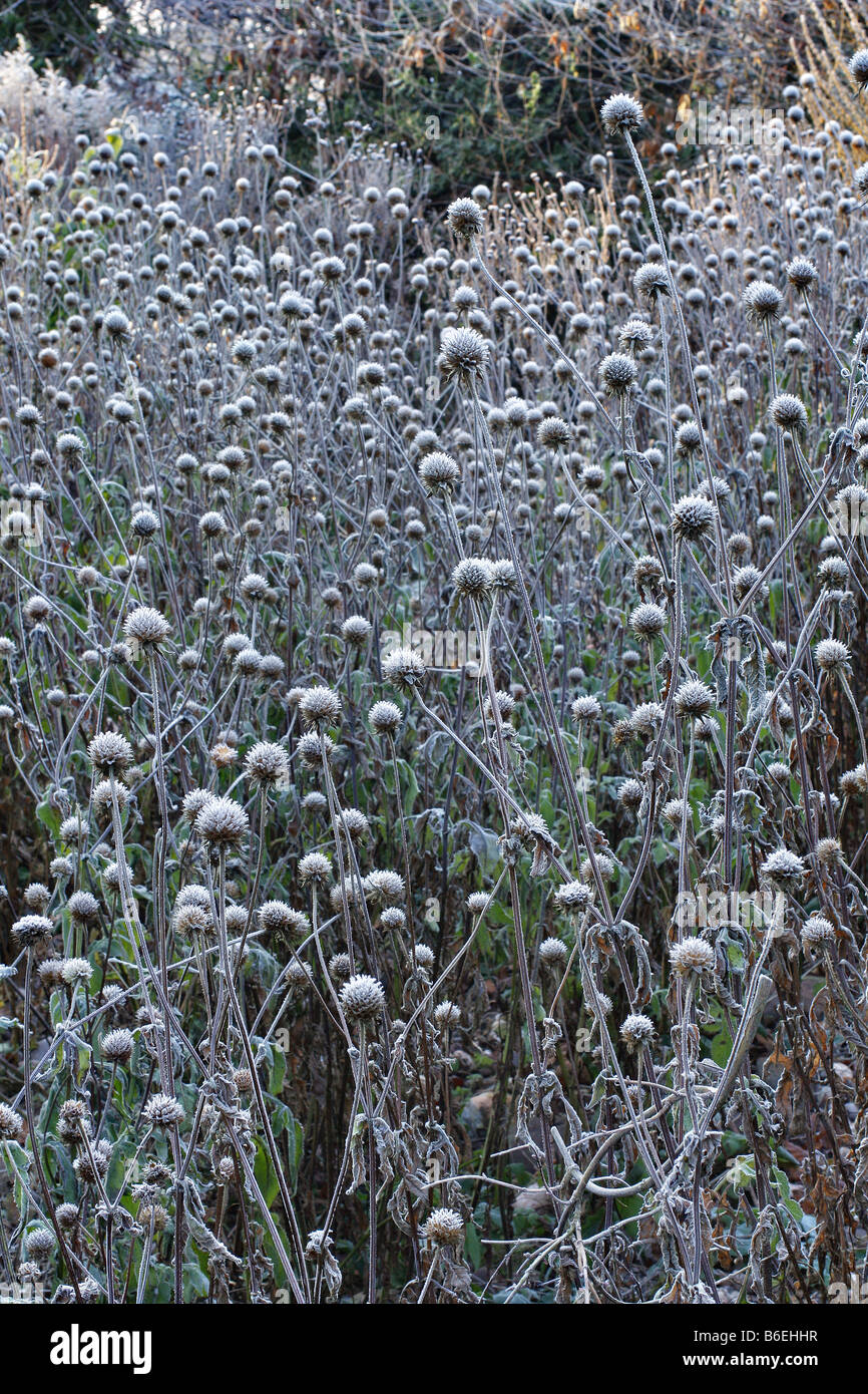 Dipsacus inermis hi-res stock photography and images - Alamy