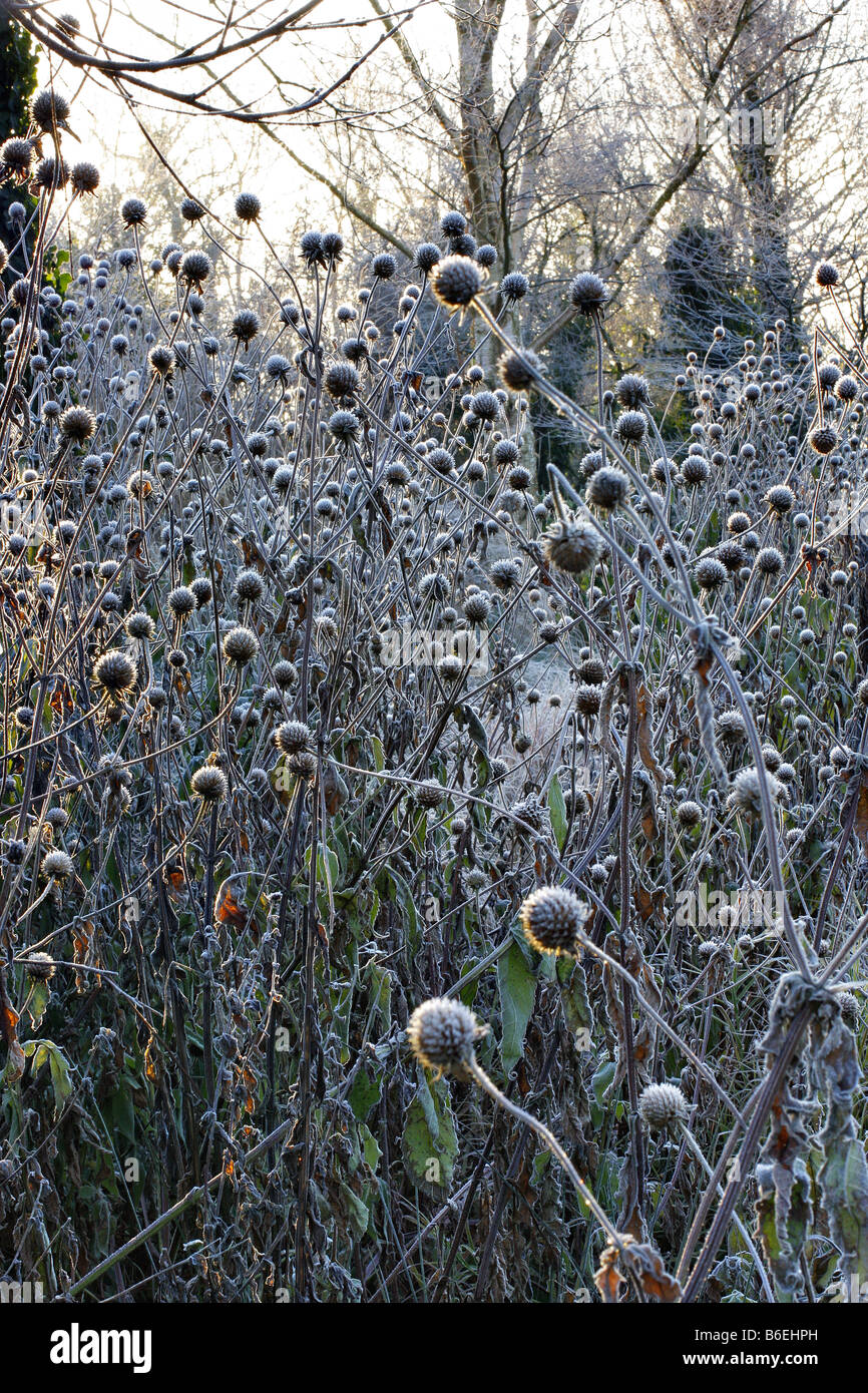 Dipsacus inermis hi-res stock photography and images - Alamy