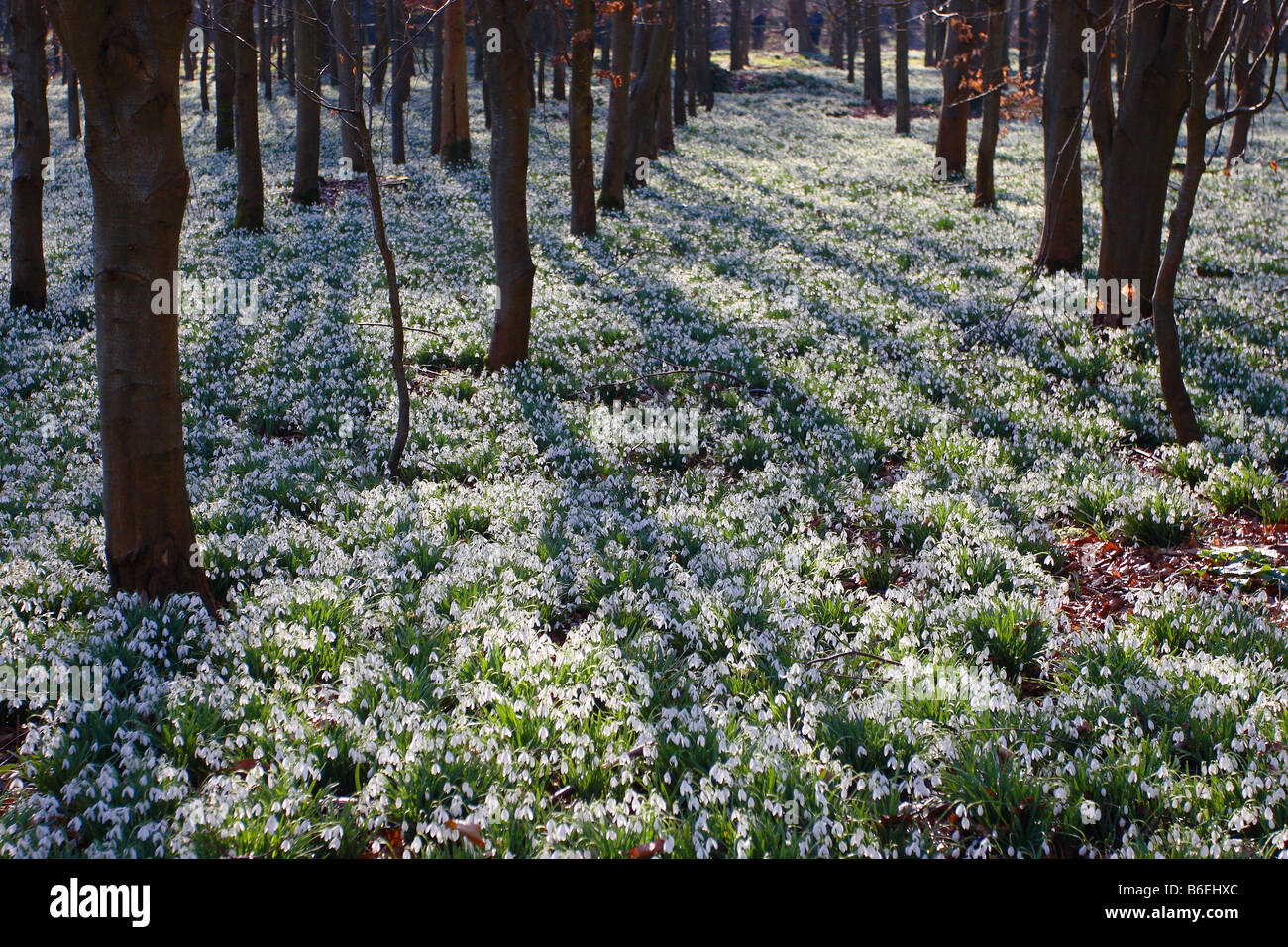 Snowdrop tree hi-res stock photography and images - Alamy