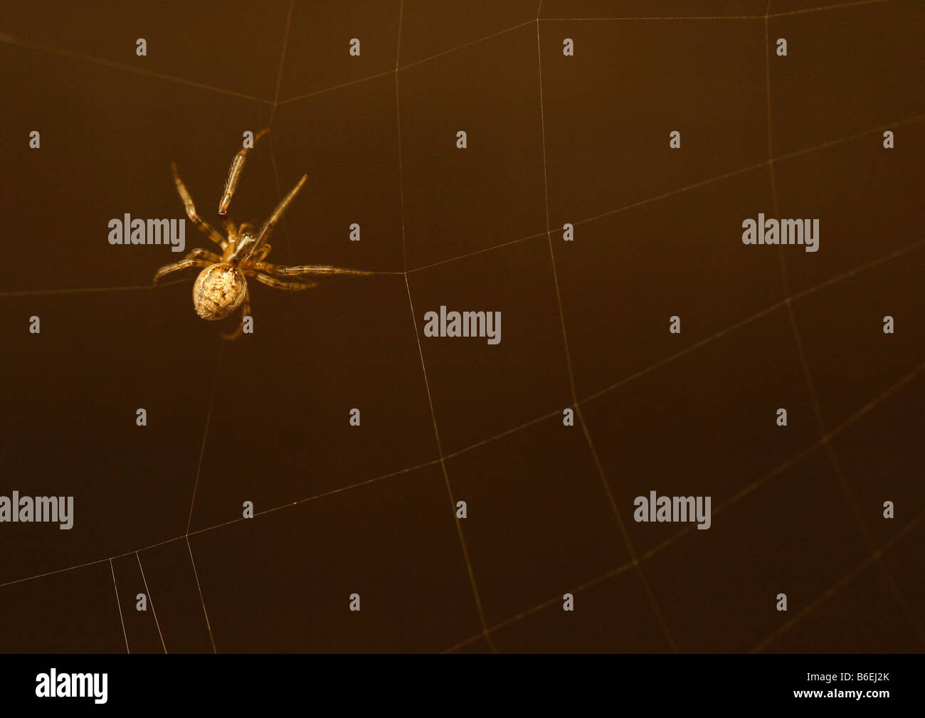 Spider Spinning a Web Stock Photo - Alamy