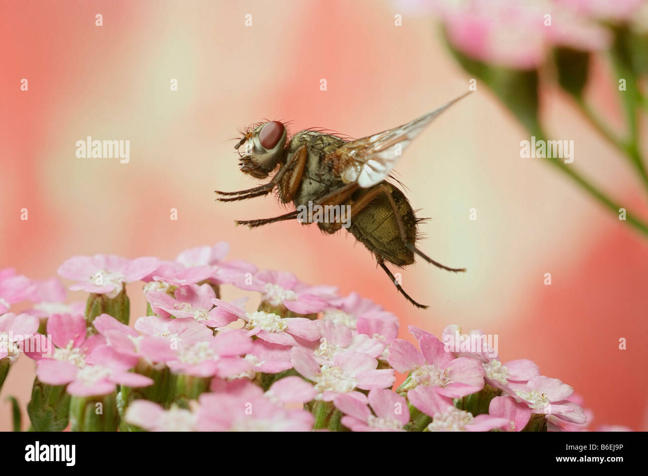 Muscid Fly (Phaonia viarum) landing on Common Yarrow flowers, Saxony ...