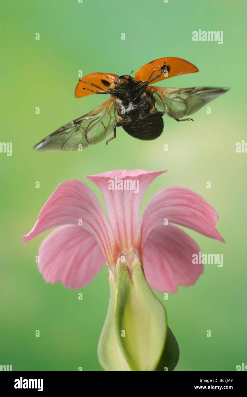 Five spot ladybug hi-res stock photography and images - Alamy