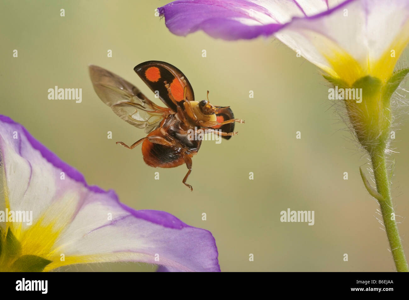 Lady bird beetles hi-res stock photography and images - Alamy