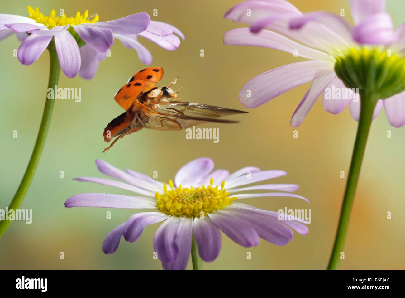 Lady bird beetles hi-res stock photography and images - Alamy