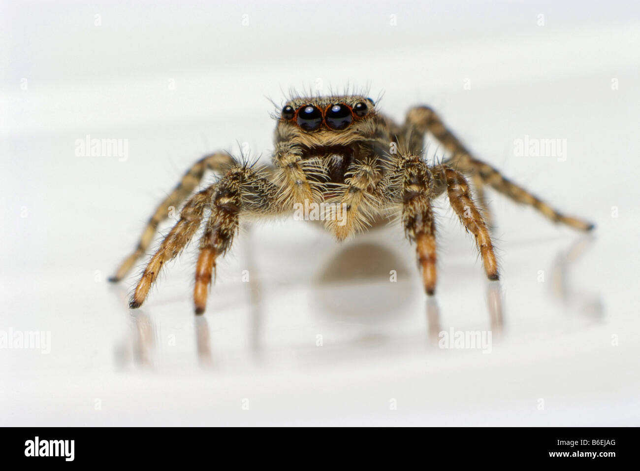 Jumping Spider (Marpissa muscosa), Saxony-Anhalt, Germany Stock Photo ...
