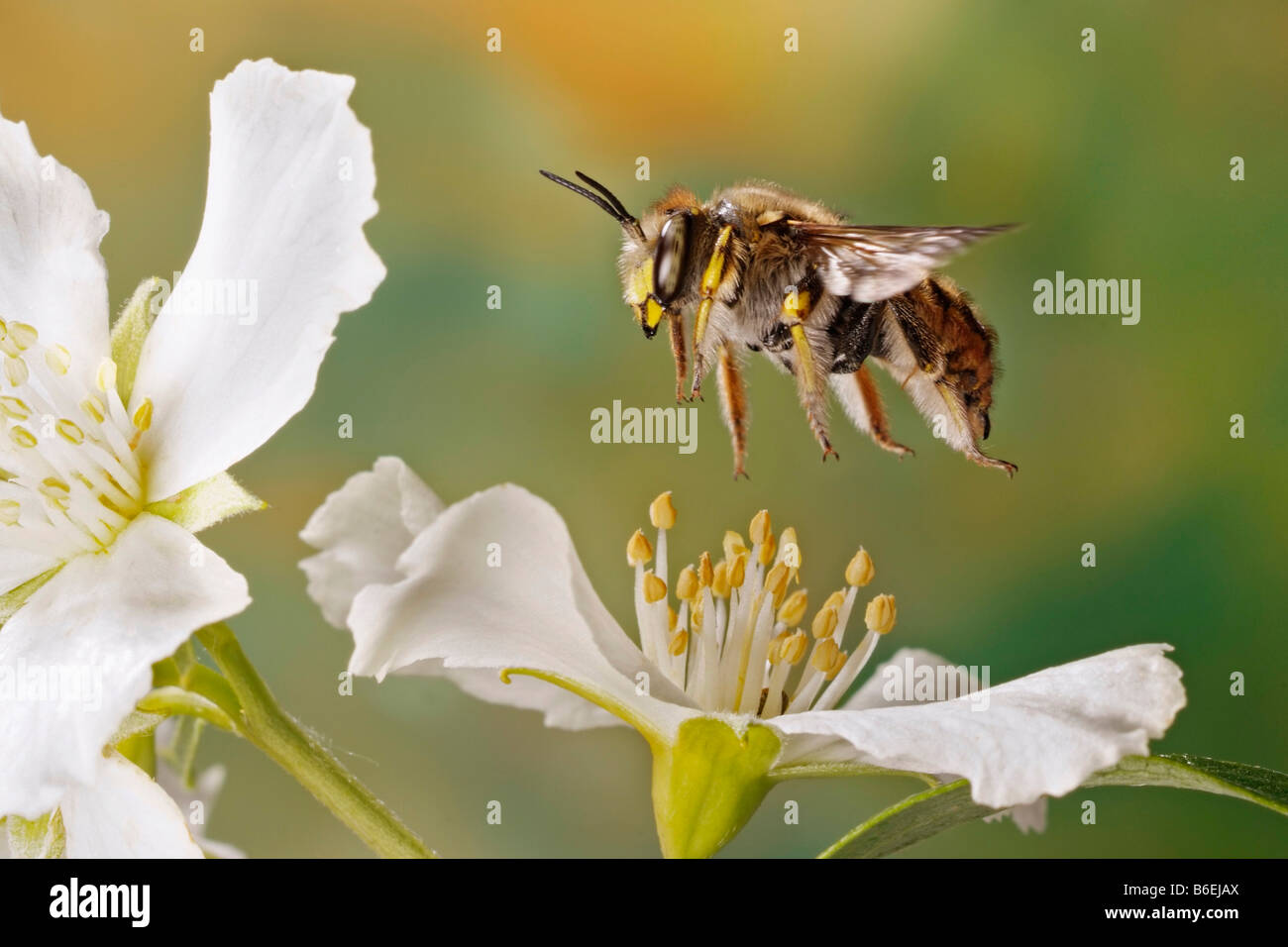 Mason or Potter Bee (Anthidium florentinum), Saxony-Anhalt, Germany ...