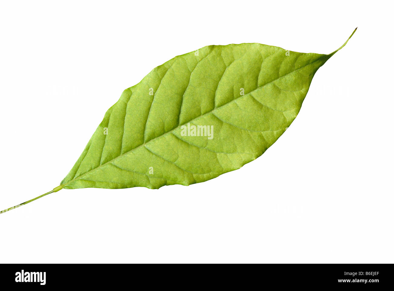 White cut out dramatic Cut Out Stock Images & Pictures - Alamy