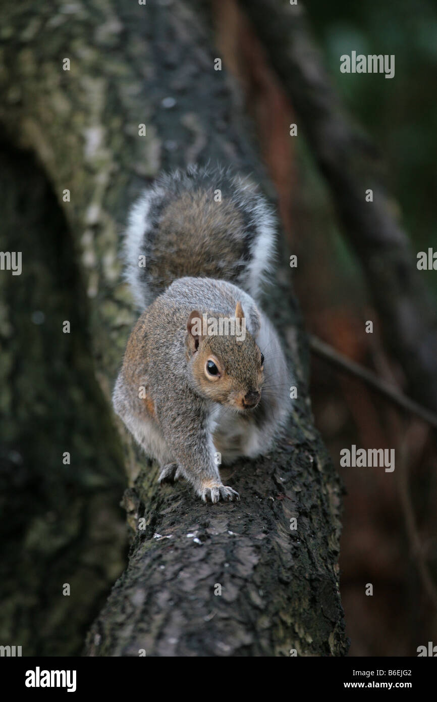 Squirrel scratching itself hi-res stock photography and images - Alamy