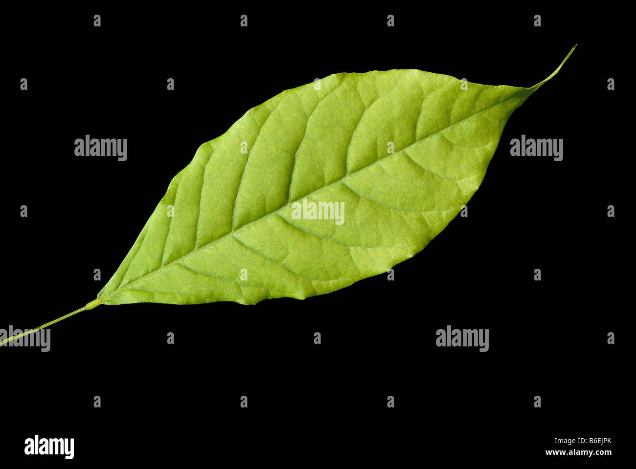Ash Tree Leaf Cutout Stock Photos & Ash Tree Leaf Cutout Stock Images ...