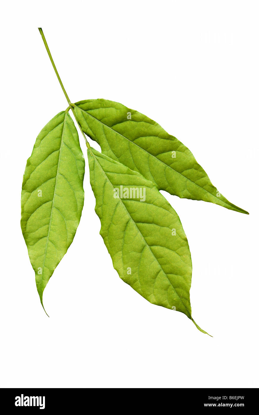 White ash leaf hi-res stock photography and images - Alamy