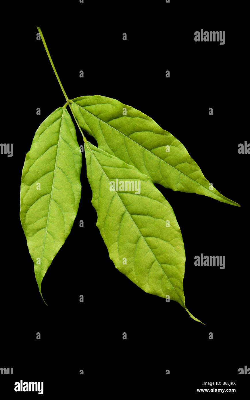 Ash Leaf cut out Stock Photo - Alamy
