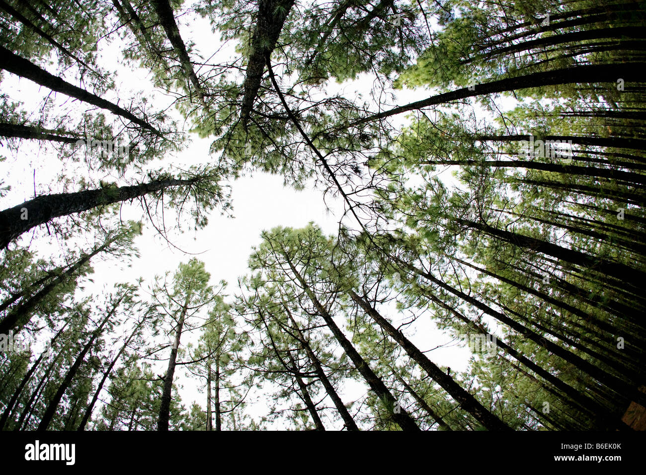 Dense low forest hi-res stock photography and images - Alamy