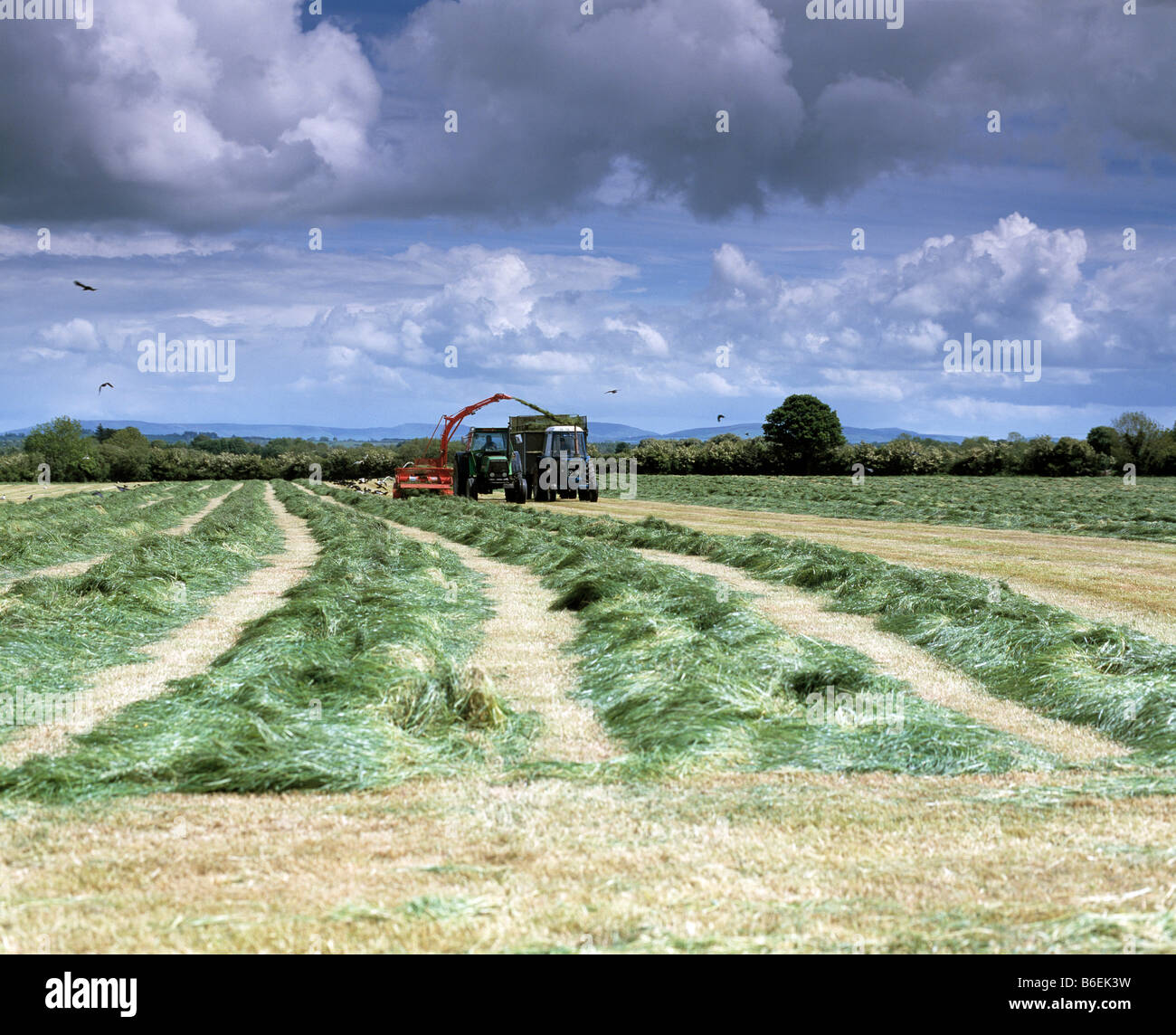 ireland, county tipperary, large field of green grass being cut for ...
