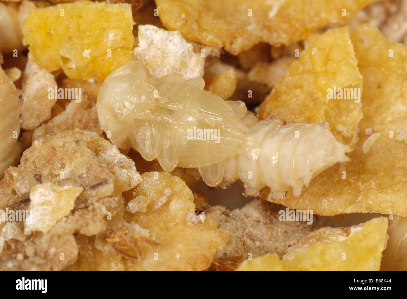 Pupa Beetle High Resolution Stock Photography and Images - Alamy