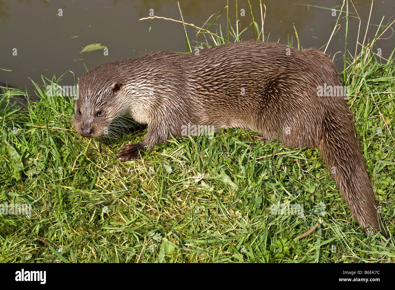 Otter habitat hi-res stock photography and images - Alamy