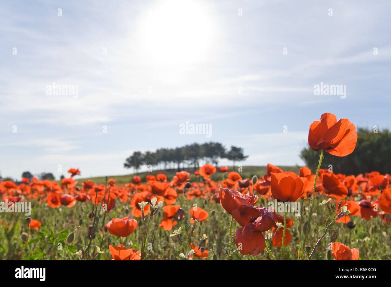 Lone tree alentejo portugal hi-res stock photography and images - Alamy