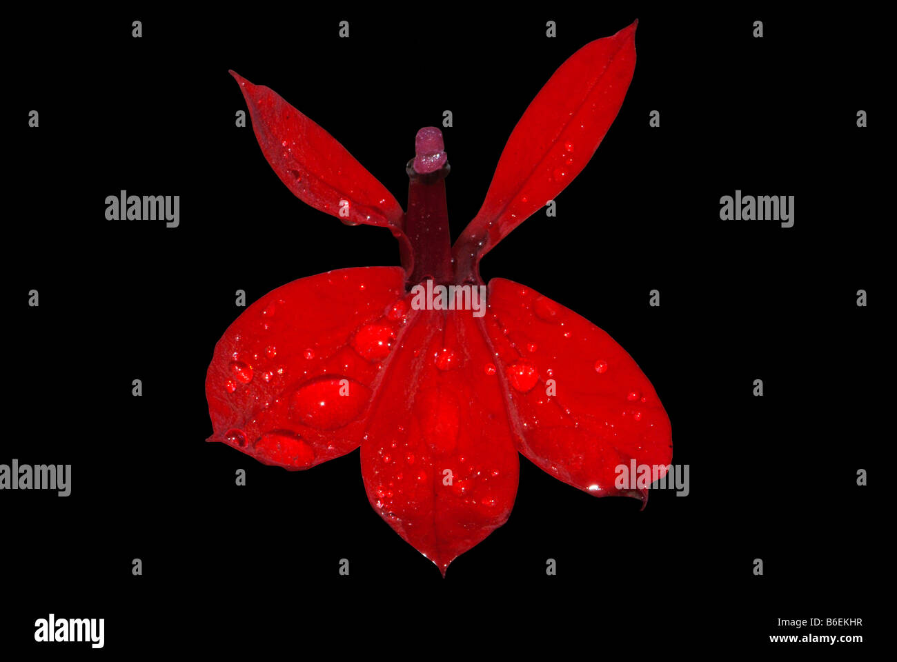Single Flower cut out Stock Photo - Alamy