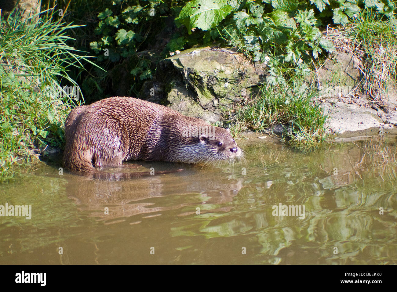 Otter lutra lutra holt hi-res stock photography and images - Alamy