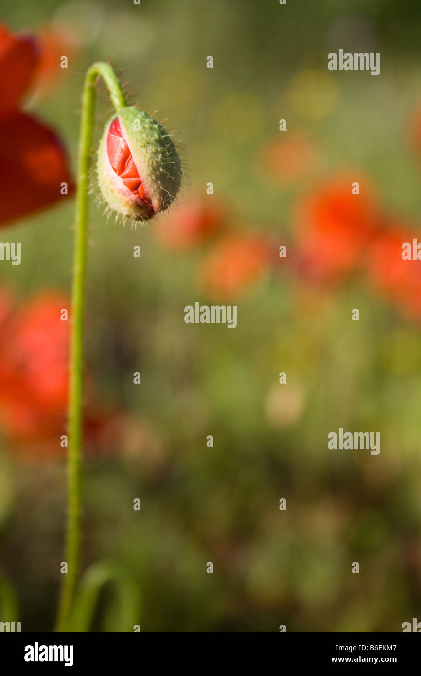 Poppy Bud High Resolution Stock Photography and Images - Alamy