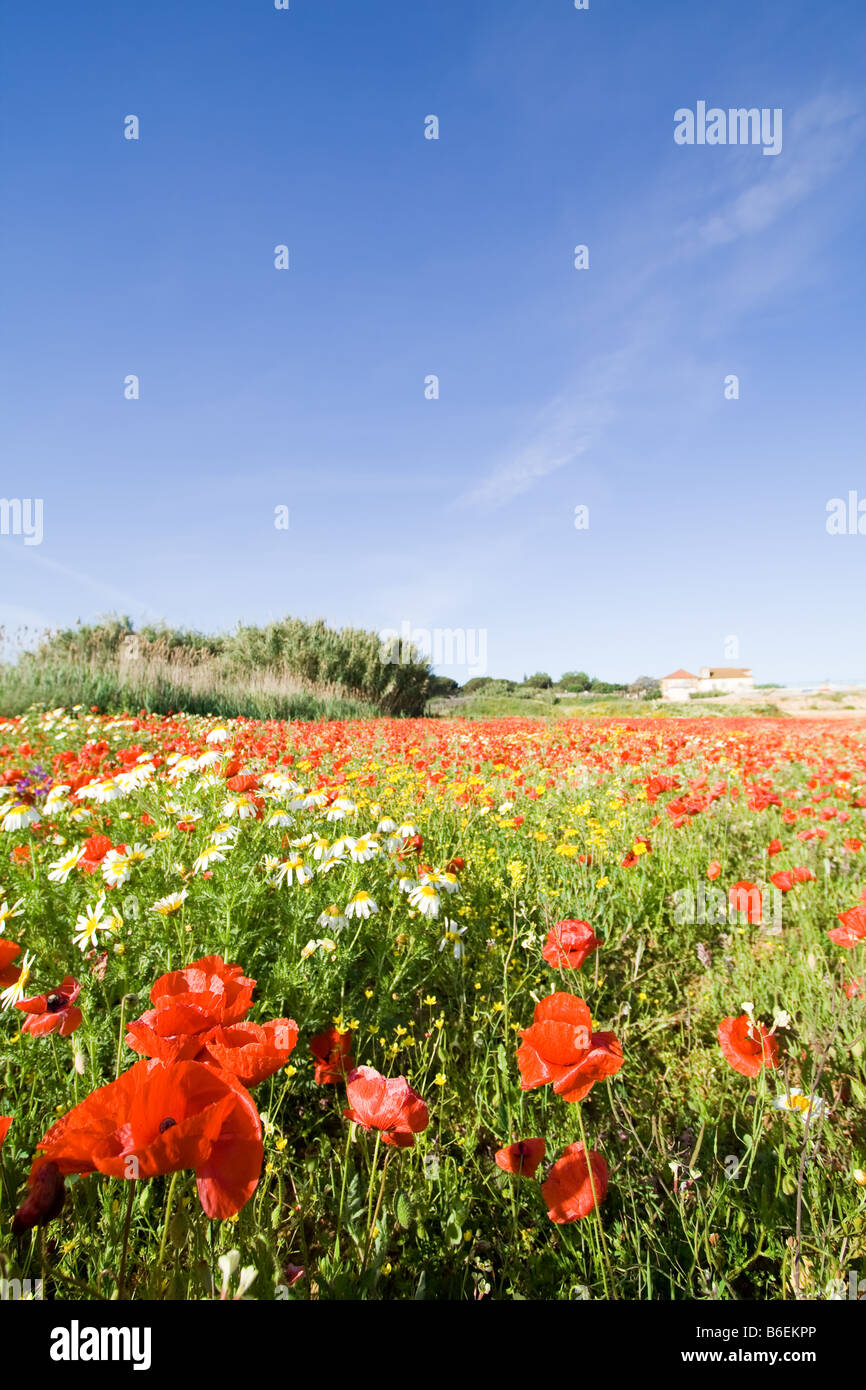 Meadow covered with red poppies in Alentejo Portugal Stock Photo - Alamy
