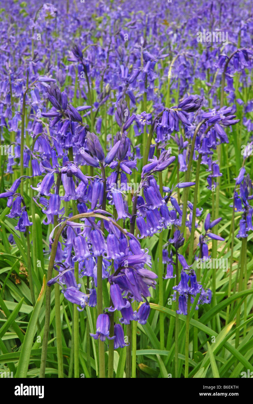 Beautiful bluebell display hi-res stock photography and images - Alamy