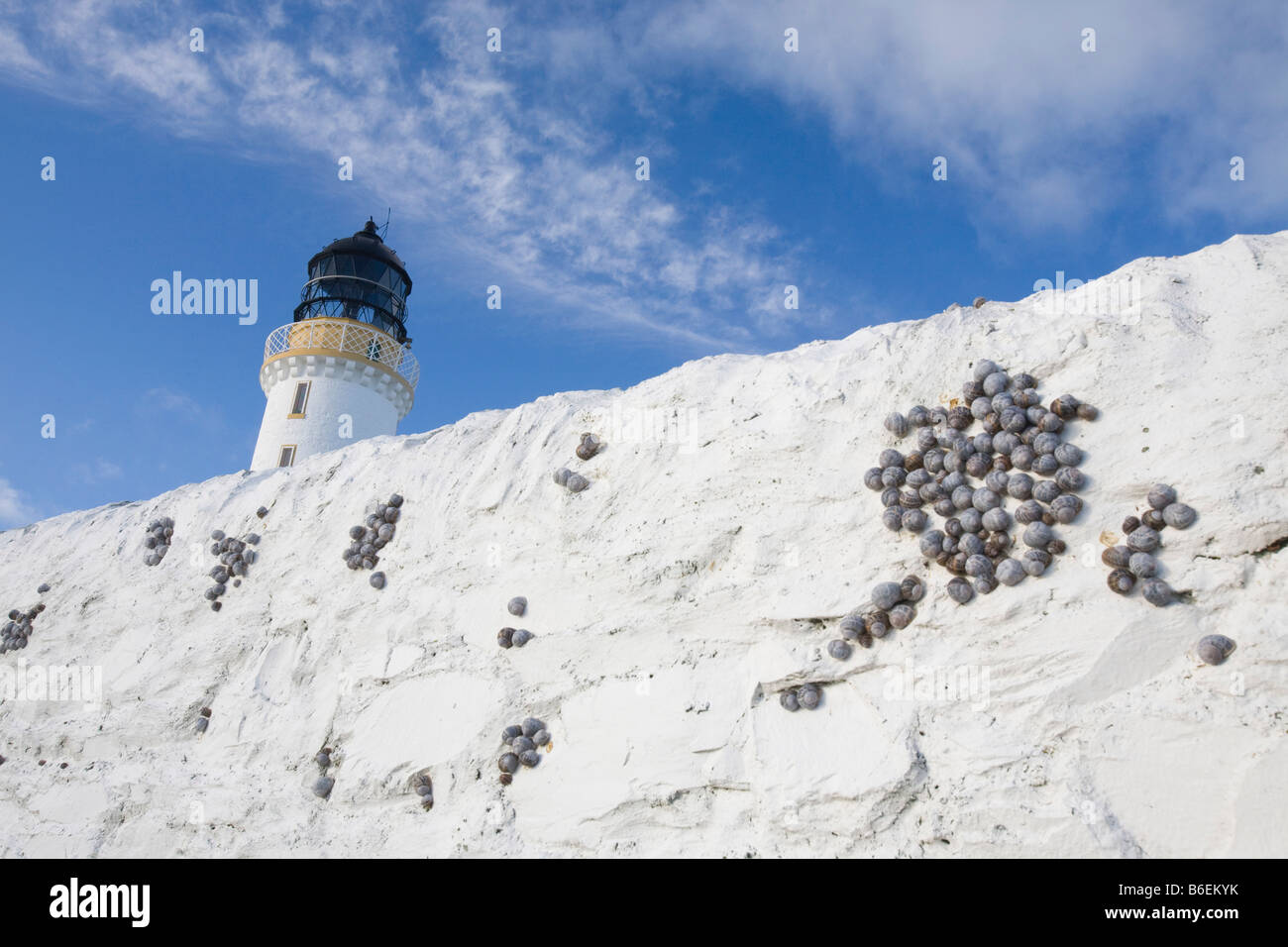 Tower shell snail shell hi-res stock photography and images - Alamy