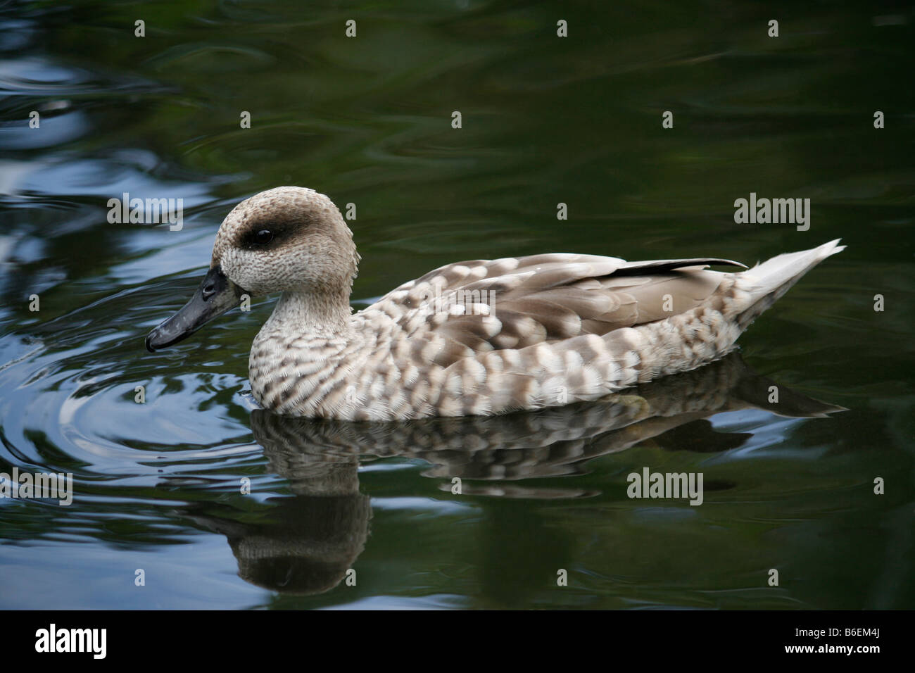 Marbled Teal duck (Marmaronetta Angustirostris) swimming on a lake at ...