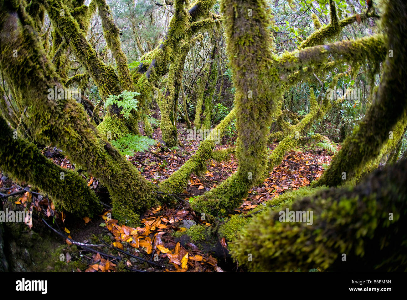 Spain. Canary Islands. La Gomera Island. Garajonay National Park.Laurel ...