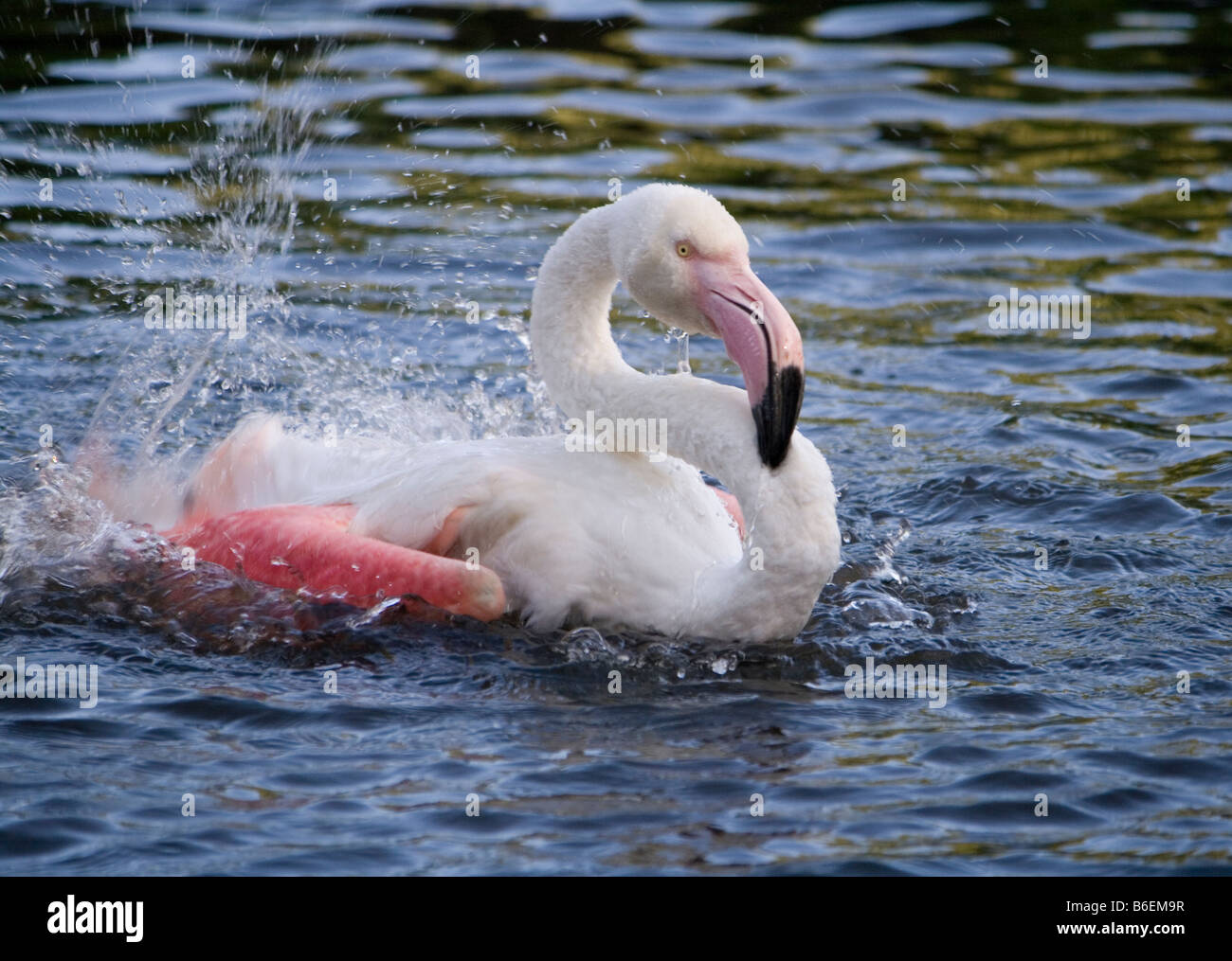 Greater phoenicopterus ruber roseus hi-res stock photography and images ...