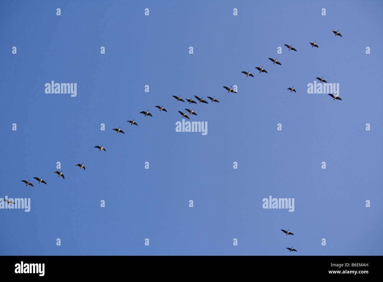 Skein of geese coming in to roost at Martin Mere Wildfowl and Wetlands ...