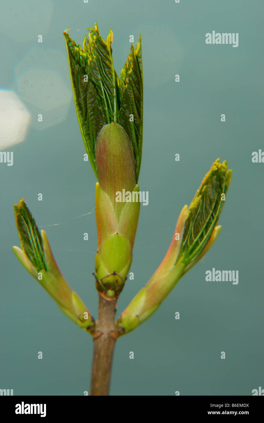 a sprout at spring time Stock Photo - Alamy
