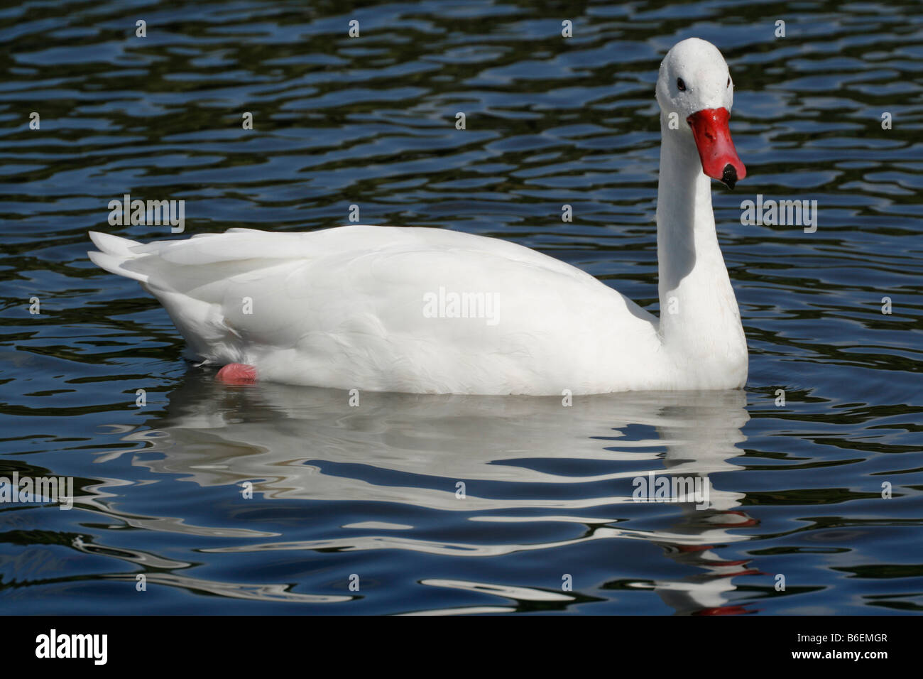 Coscoroba swans hi-res stock photography and images - Alamy