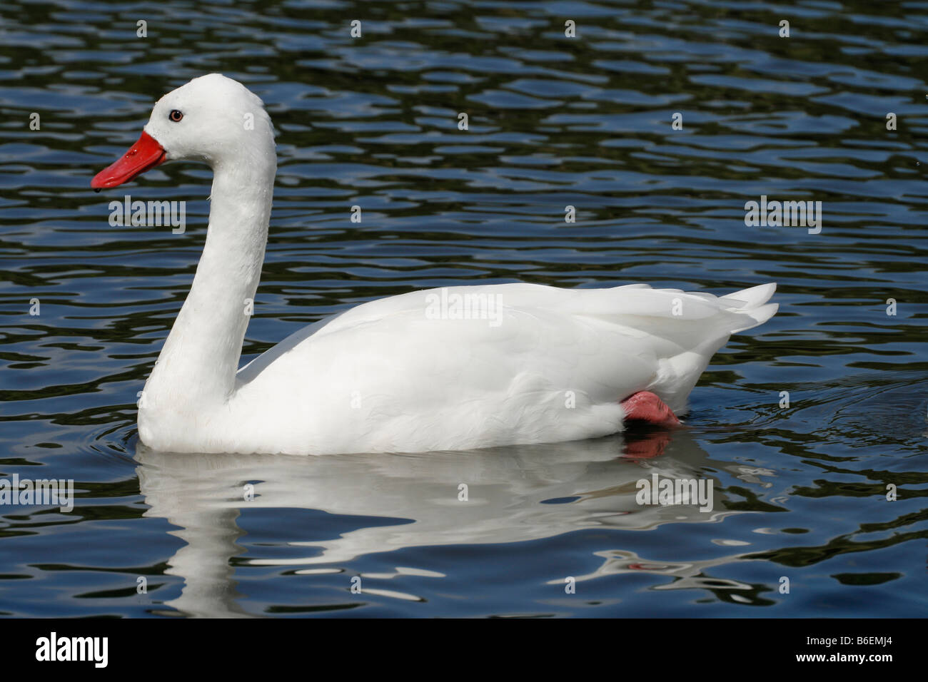 Coscoroba swan (Coscoroba Coscoroba) adult Stock Photo - Alamy